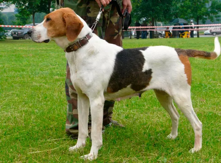 ပြပွဲတွင်ရုရှား piebald hound