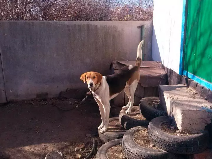 Russian piebald hound (หมาแองโกล - รัสเซีย) 4744_10