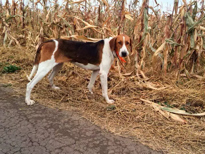 Russian piebald hound (Anglo-Russian hound) 4744_11