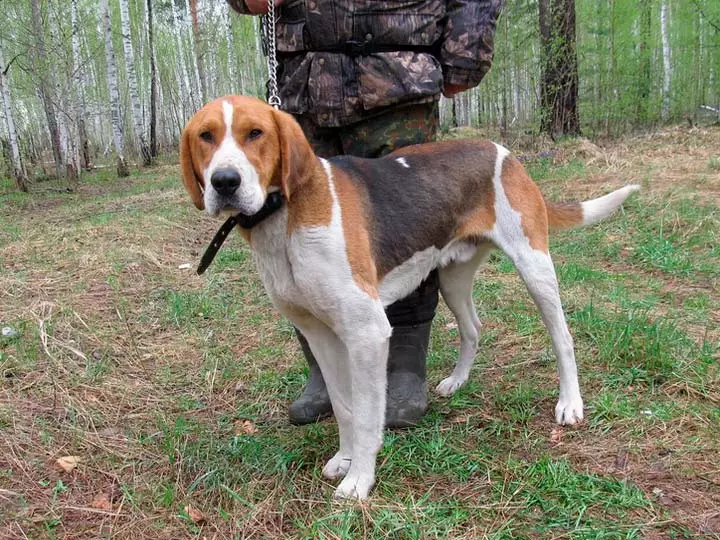 Russian piebald hound (Anglo-Russian hound) 4744_12