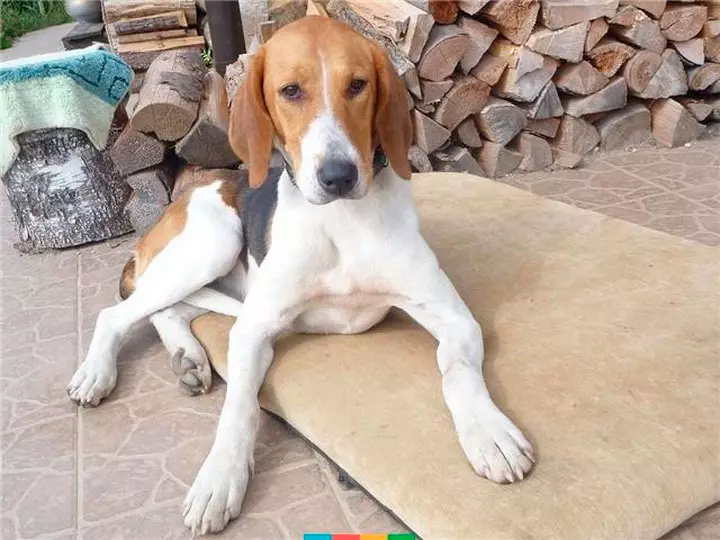 ရုရှား piebald hound (Anglo-Russian hound) 4744_13