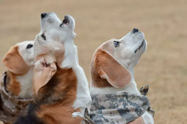 ลูกสุนัข Russian piebald hound สามตัว