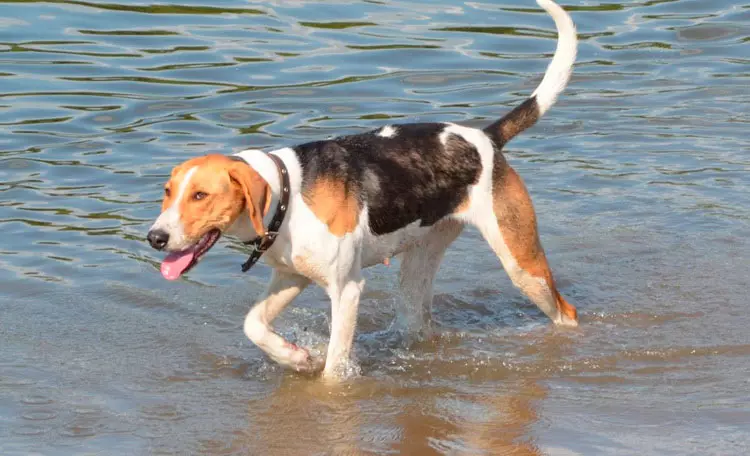 Rus piebald hound ýykylýar