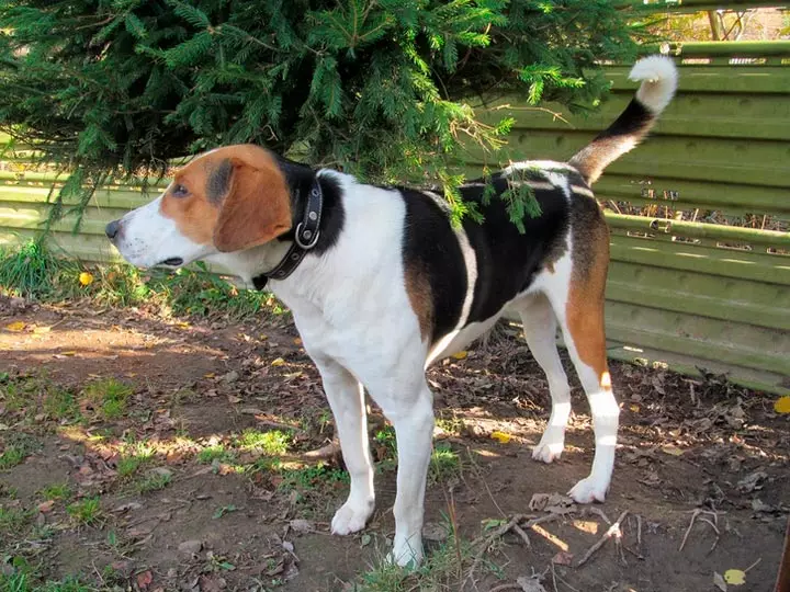 Russian piebald hound (หมาแองโกล - รัสเซีย) 4744_4