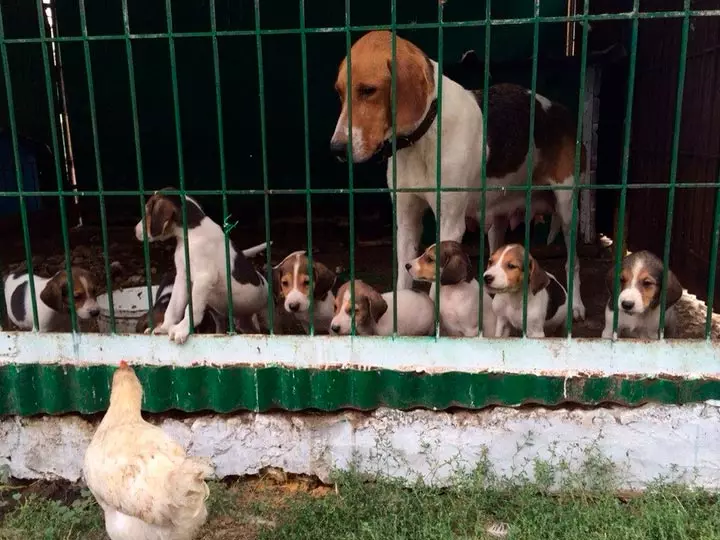 Russian piebald hound (Anglo-Russian hound) 4744_5