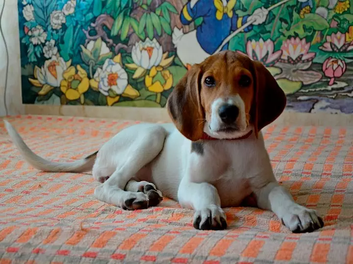 Russian piebald hound (Anglo-Russian hound) 4744_6