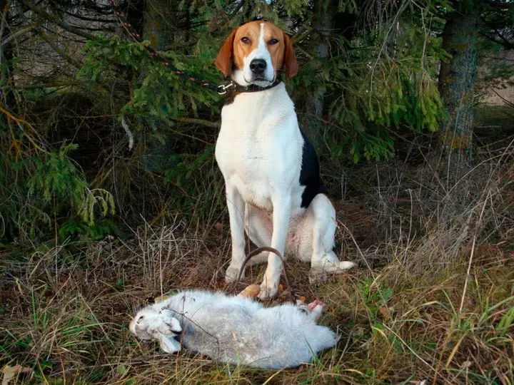 Russian piebald hound (หมาแองโกล - รัสเซีย) 4744_7