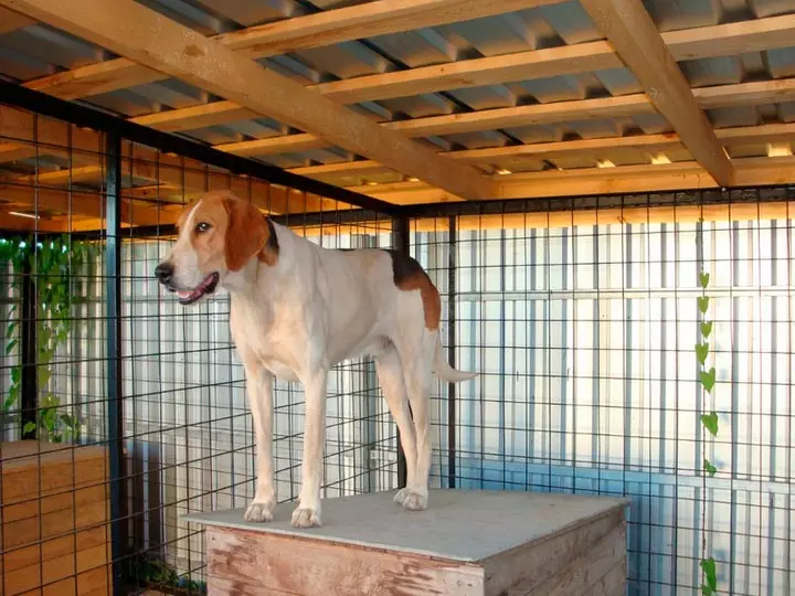 Russian piebald hound (Anglo-Russian hound) 4744_8