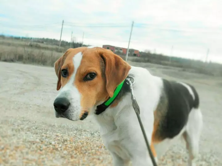 Russian piebald hound (Anglo-Russian hound) 4744_9