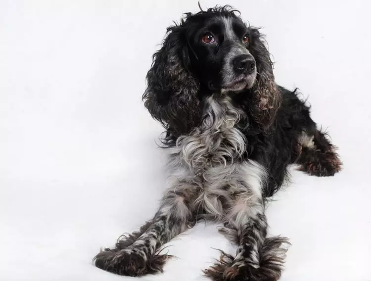 Hunderasse Russischer Jagdspaniel