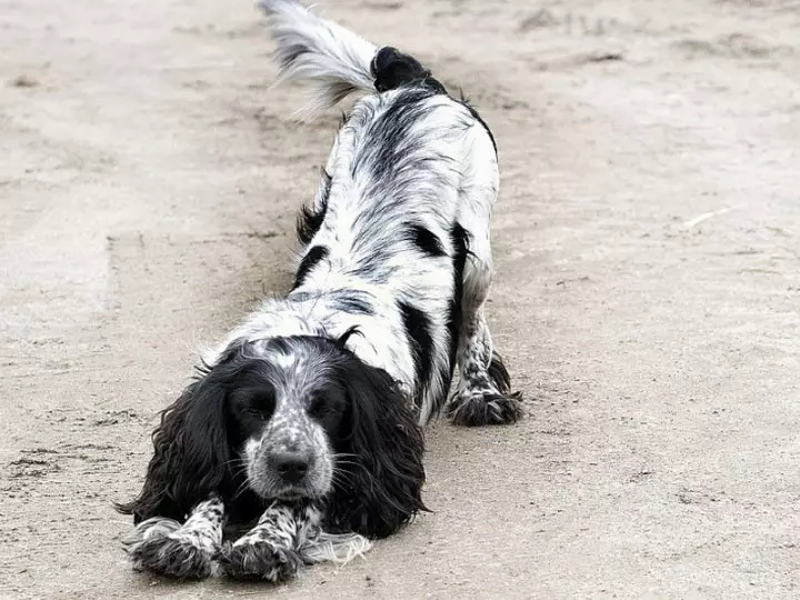 Spaniel ugaarsiga Ruushka: sharraxaadda eeyaha eyga oo leh sawirro iyo fiidyowyo 4750_10