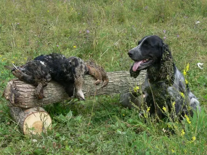 Russian hunting spaniel: description of the dog breed with photos and videos 4750_11