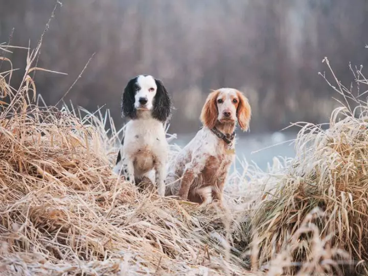 Spaniel ugaarsiga Ruushka: sharraxaadda eeyaha eyga oo leh sawirro iyo fiidyowyo 4750_12