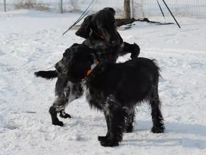 Spaniel ugaarsiga Ruushka: sharraxaadda eeyaha eyga oo leh sawirro iyo fiidyowyo 4750_13