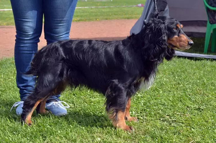 tan Russyske jacht spaniel