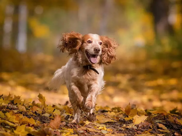 Tá spaniel seilge na Rúise ag rith