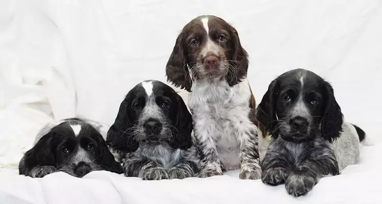 Russian hunting spaniel puppies