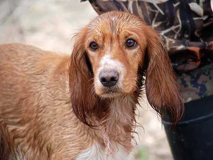 Spaniel seilge na Rúise: tuairisc ar an bpór madraí le grianghraif agus físeáin 4750_5