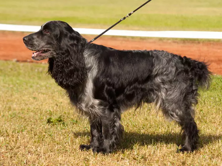 Russian hunting spaniel: description of the dog breed with photos and videos 4750_6