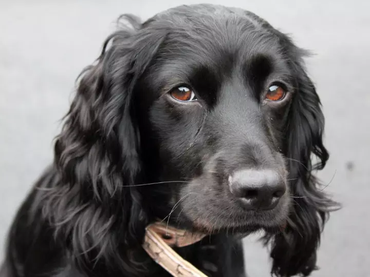 Spaniel seilge na Rúise: tuairisc ar an bpór madraí le grianghraif agus físeáin 4750_7