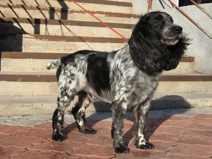 Spaniel seilge na Rúise: tuairisc ar an bpór madraí le grianghraif agus físeáin 4750_8