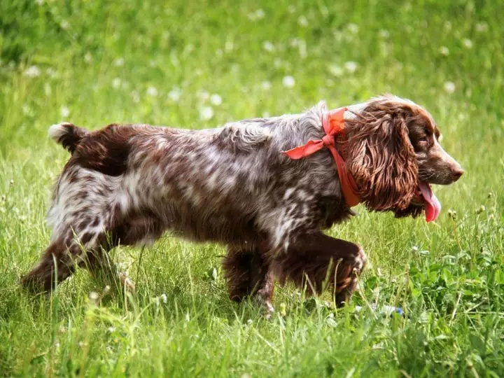 Russian hunting spaniel: description of the dog breed with photos and videos 4750_9