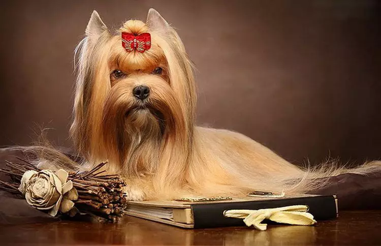 Russiese salon hond prooda