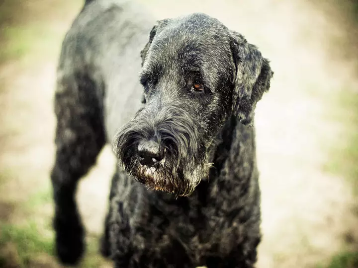 Black Russian Terrier (Stalins Hund): Fotos und Videos, Preise, Rassebeschreibung 4777_12