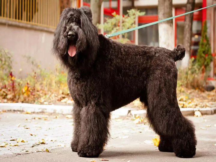 Black Russian Terrier (Stalins Hund): Fotos und Videos, Preise, Rassebeschreibung 4777_14