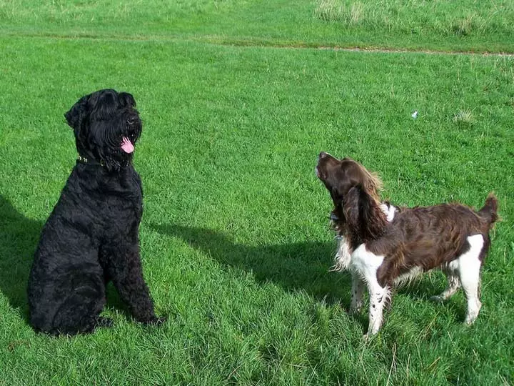 Black Russian Terrier (Stalins Hund): Fotos und Videos, Preise, Rassebeschreibung 4777_17