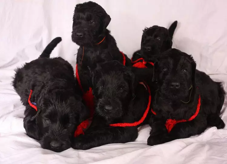 5 Welpen russischer schwarzer Terrier