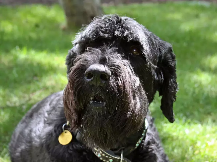 Black Russian Terrier (Stalins Hund): Fotos und Videos, Preise, Rassebeschreibung 4777_8