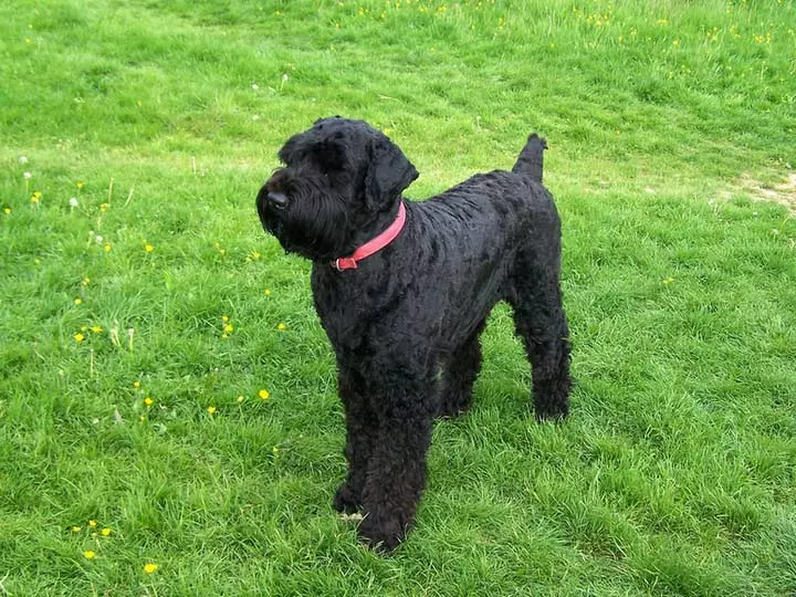 Black Russian Terrier (Stalins Hund): Fotos und Videos, Preise, Rassebeschreibung 4777_9