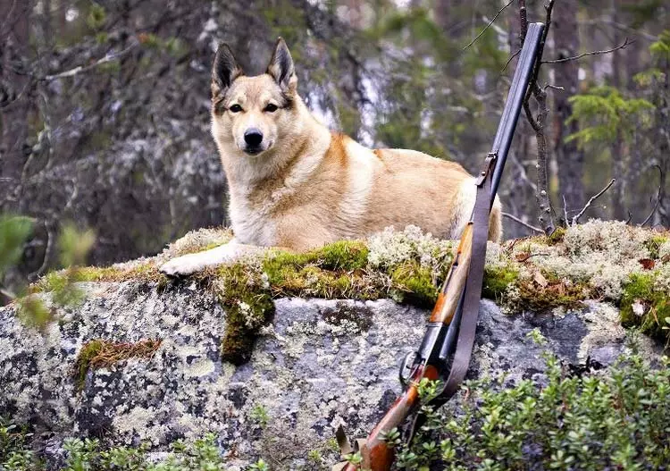 pangangaso husky