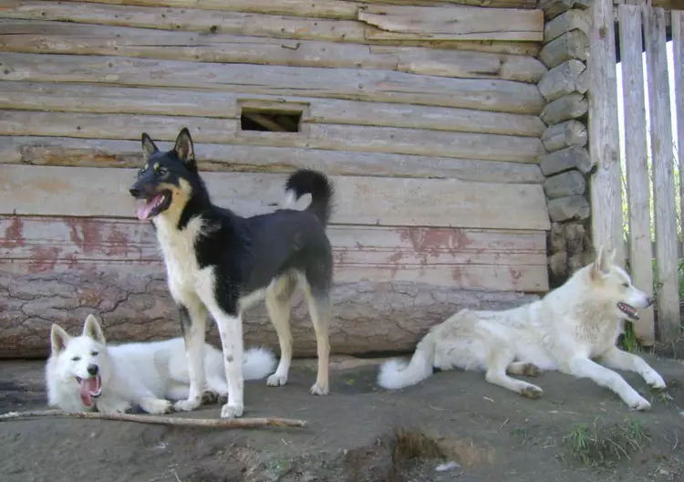 Laika (cane): foto, descrizione della razza, carattere, standard e prezzi 4822_12