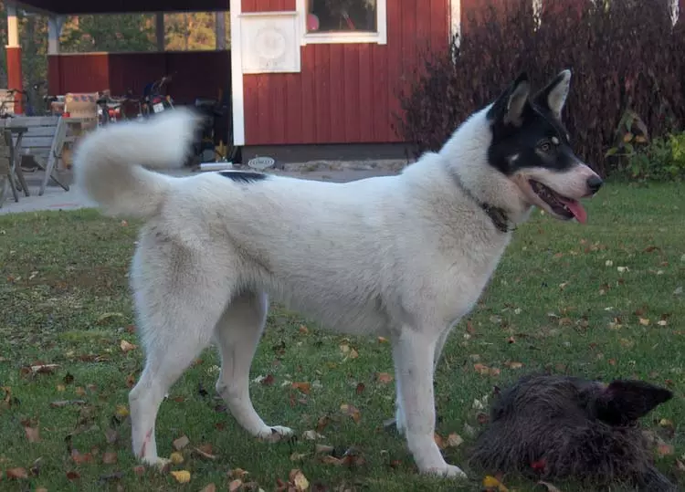 Laika dog breed