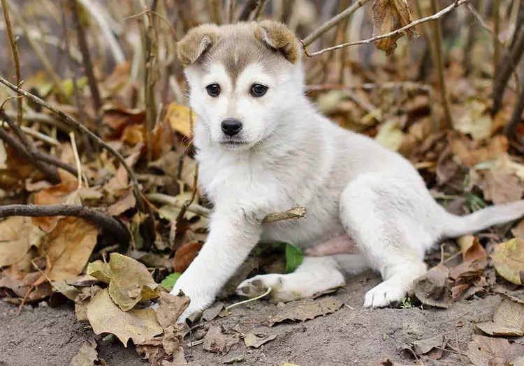 husky köpek yavrusu