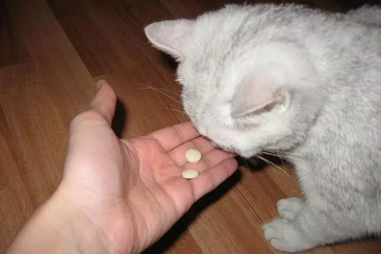 Chat manje vitamin