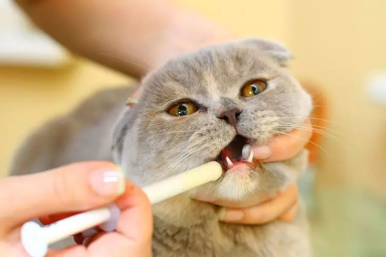 O gato recebe o medicamento de uma seringa