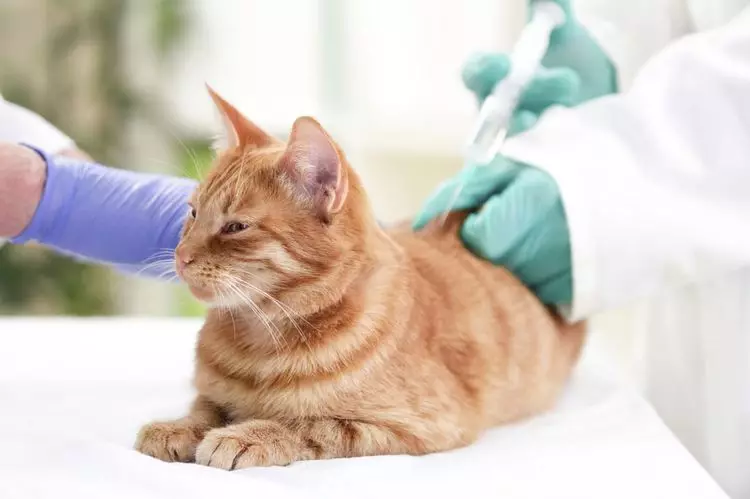 Vaccinazione del gatto