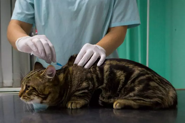 Vaccinazione del gatto