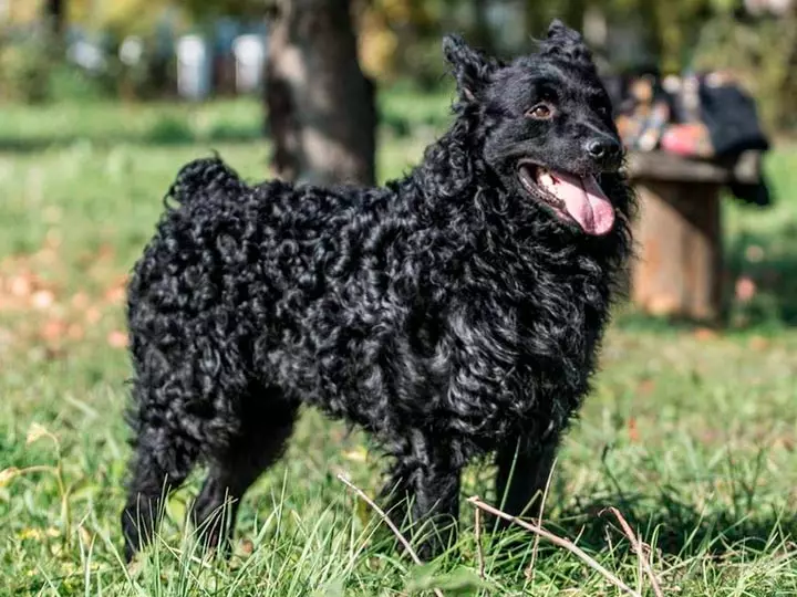 Hırvat Çoban Köpeği: fotoğraf ve videolarla köpek ırkının tanımı 4852_10