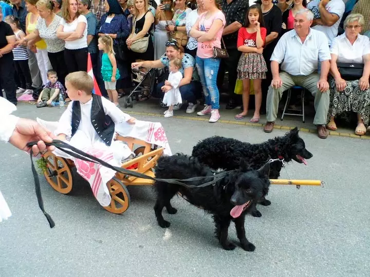 Hırvat Çoban Köpeği: fotoğraf ve videolarla köpek ırkının tanımı 4852_12