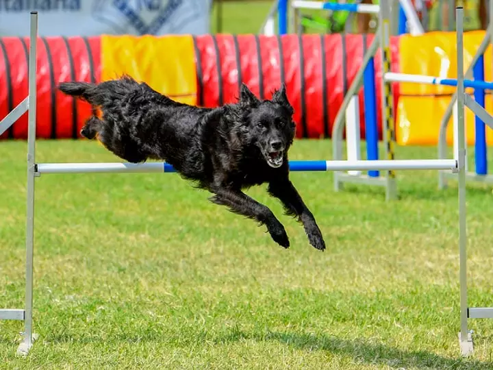 Hırvat Çoban Köpeği: fotoğraf ve videolarla köpek ırkının tanımı 4852_14