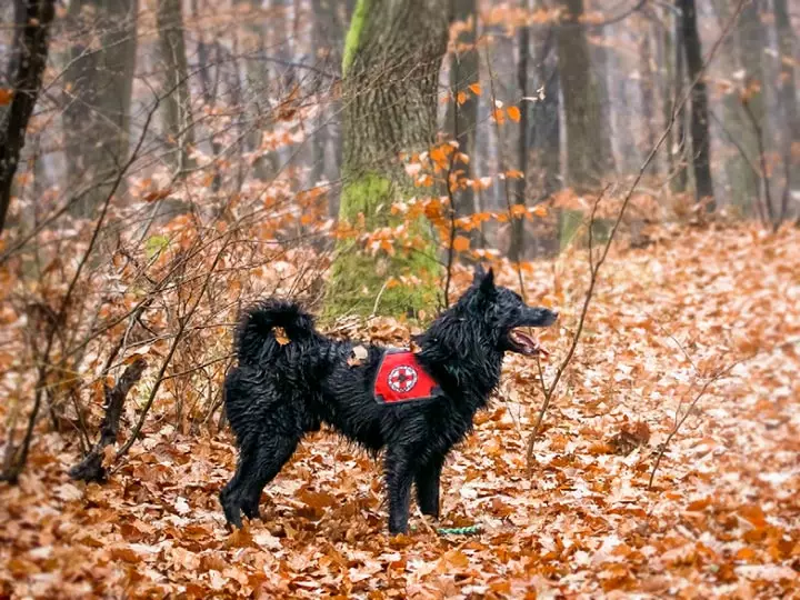 Hırvat Çoban Köpeği: fotoğraf ve videolarla köpek ırkının tanımı 4852_15