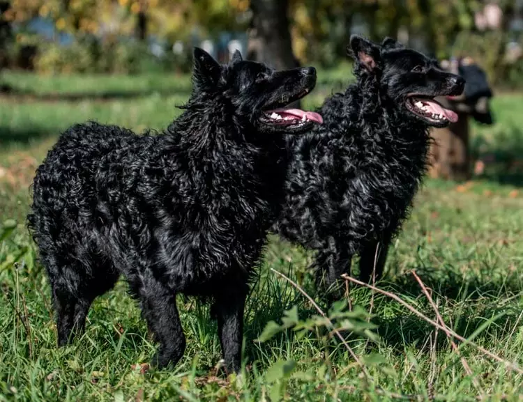 dos perros pastor croata