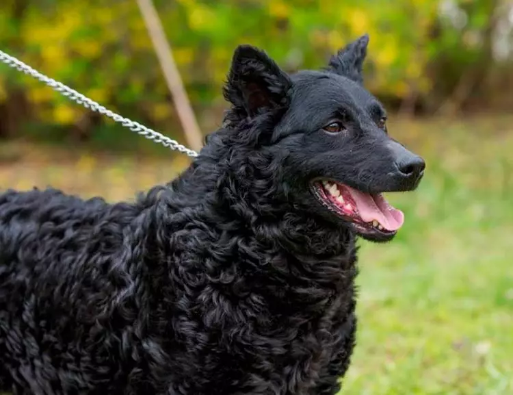 Hırvat Çoban Köpeği Fotoğrafı