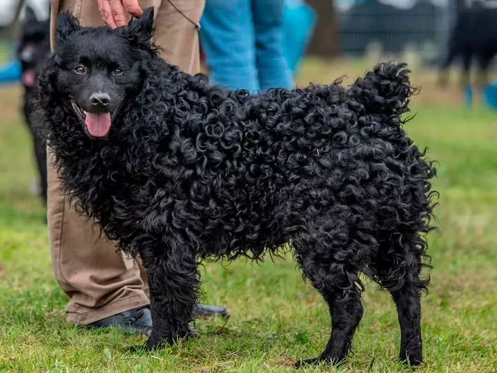 Hırvat Çoban Köpeği: fotoğraf ve videolarla köpek ırkının tanımı 4852_5