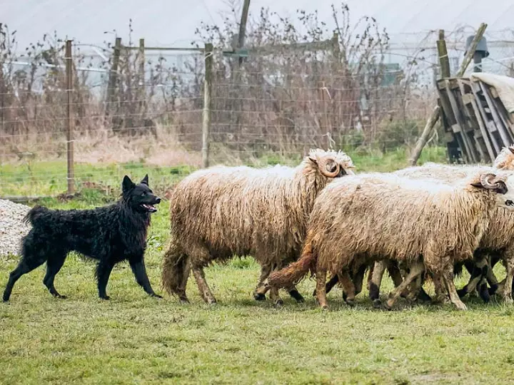 Hırvat Çoban Köpeği: fotoğraf ve videolarla köpek ırkının tanımı 4852_6