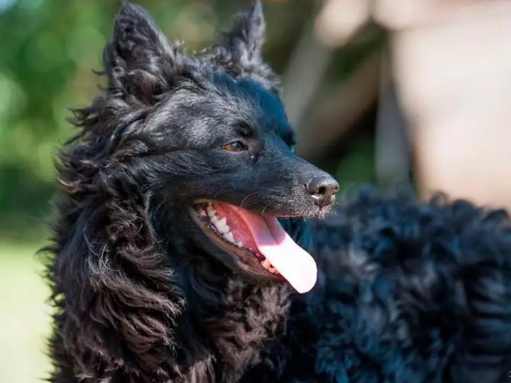 Hırvat Çoban Köpeği: fotoğraf ve videolarla köpek ırkının tanımı 4852_8